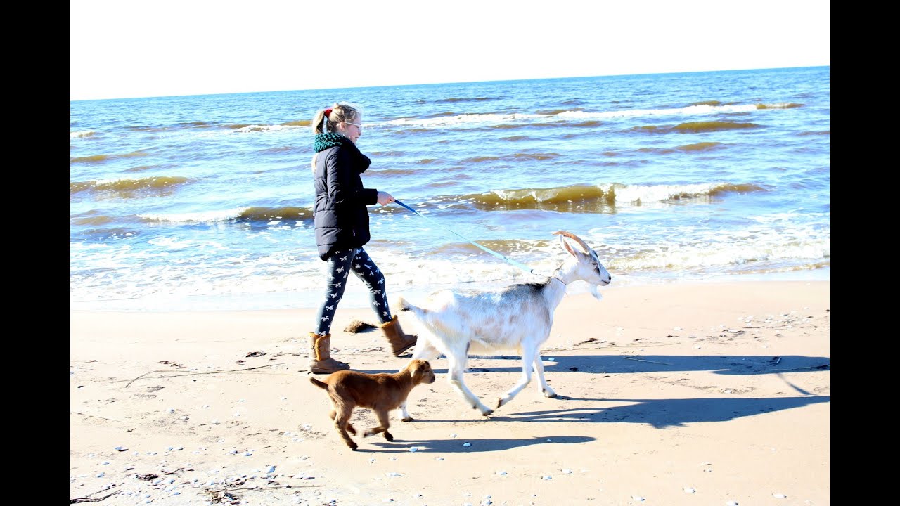 Series “7 līvõ kīel stuņḑõ” – an opportunity for anyone to learn about ...